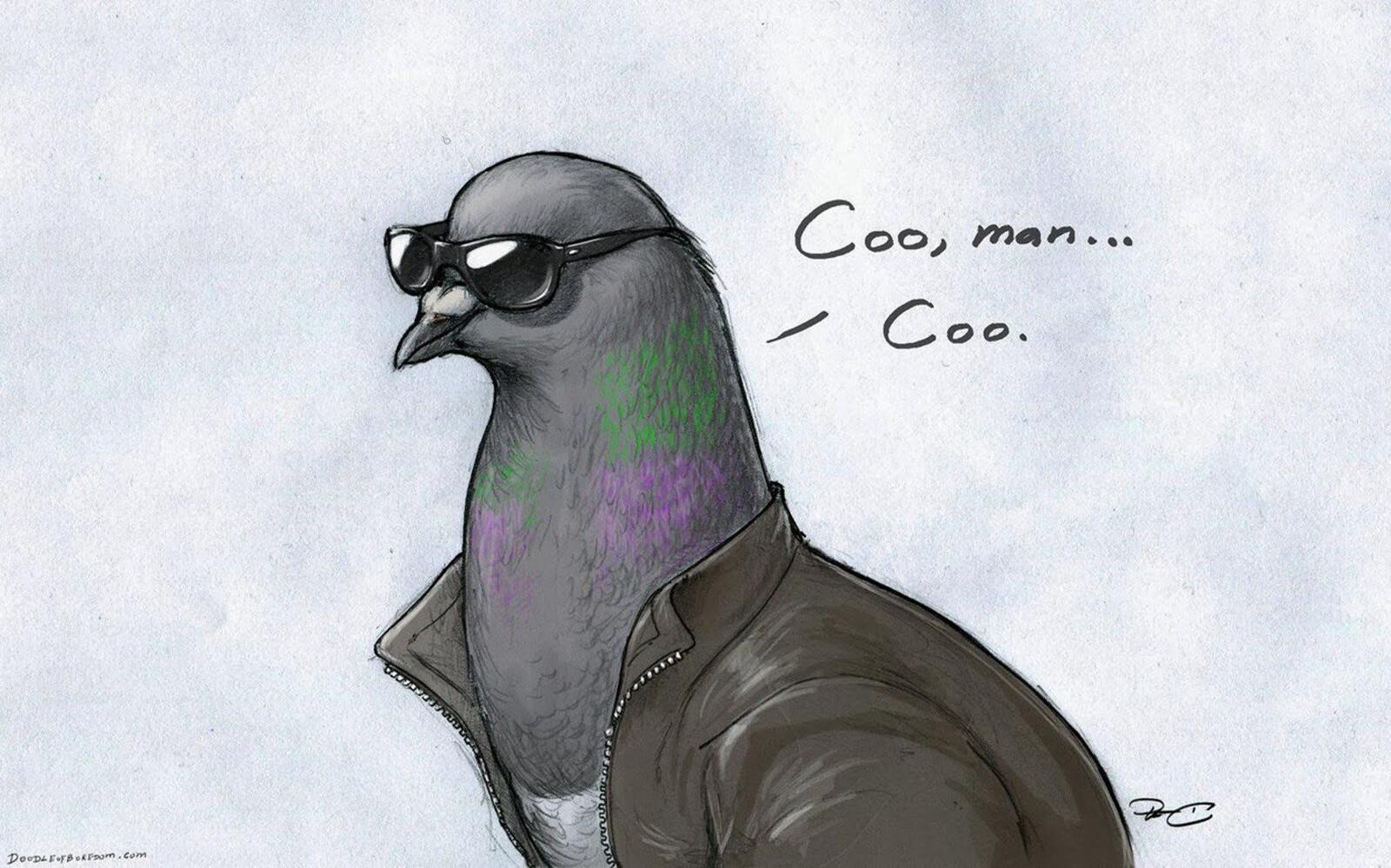Brown coat ashen head pigeon