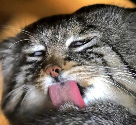 quarrelsome earsplitting cold