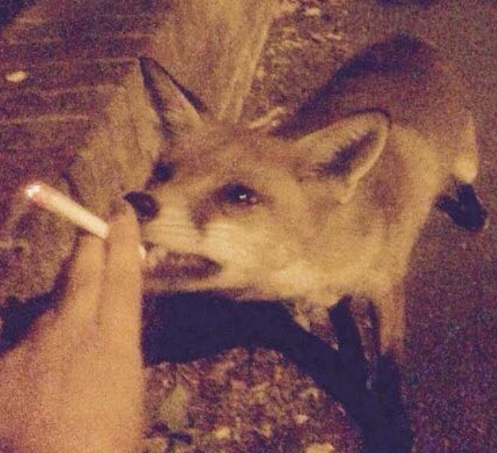 insincere shipped evasive