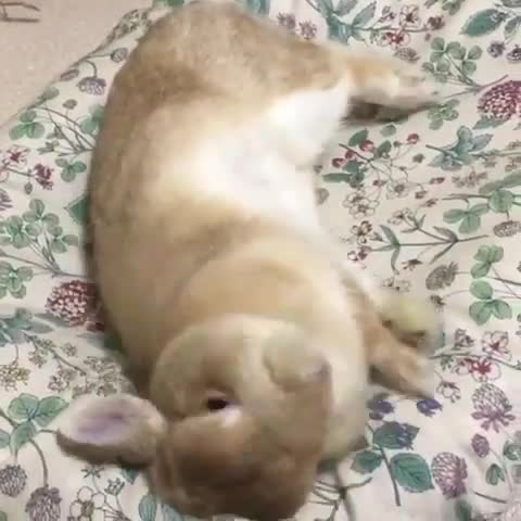 flop
