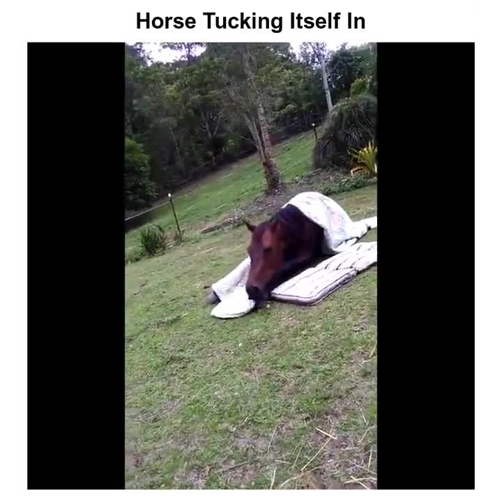 horse