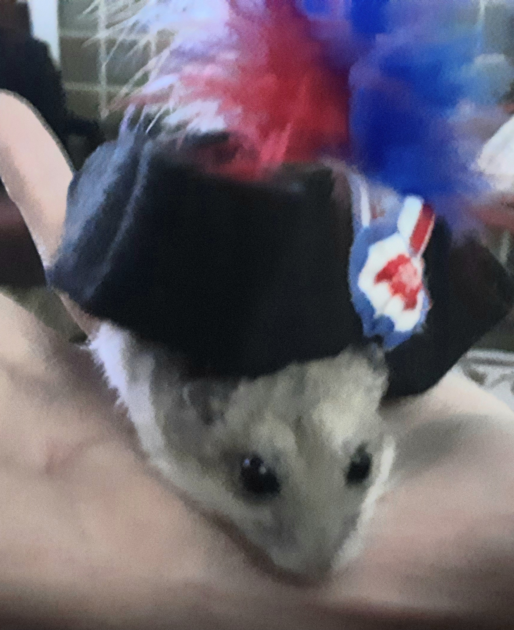 Hana the hamster says Happy Memorial Day.