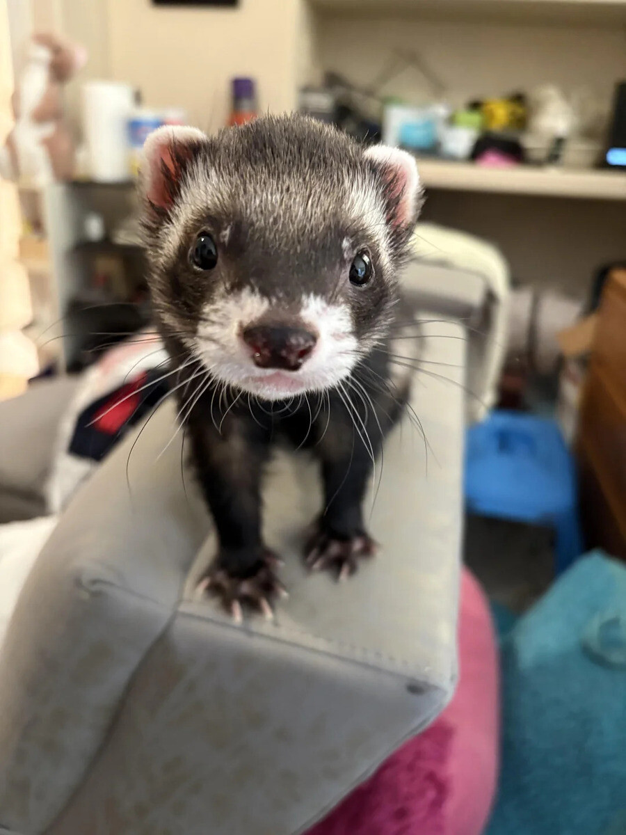 Ferret Friday #132