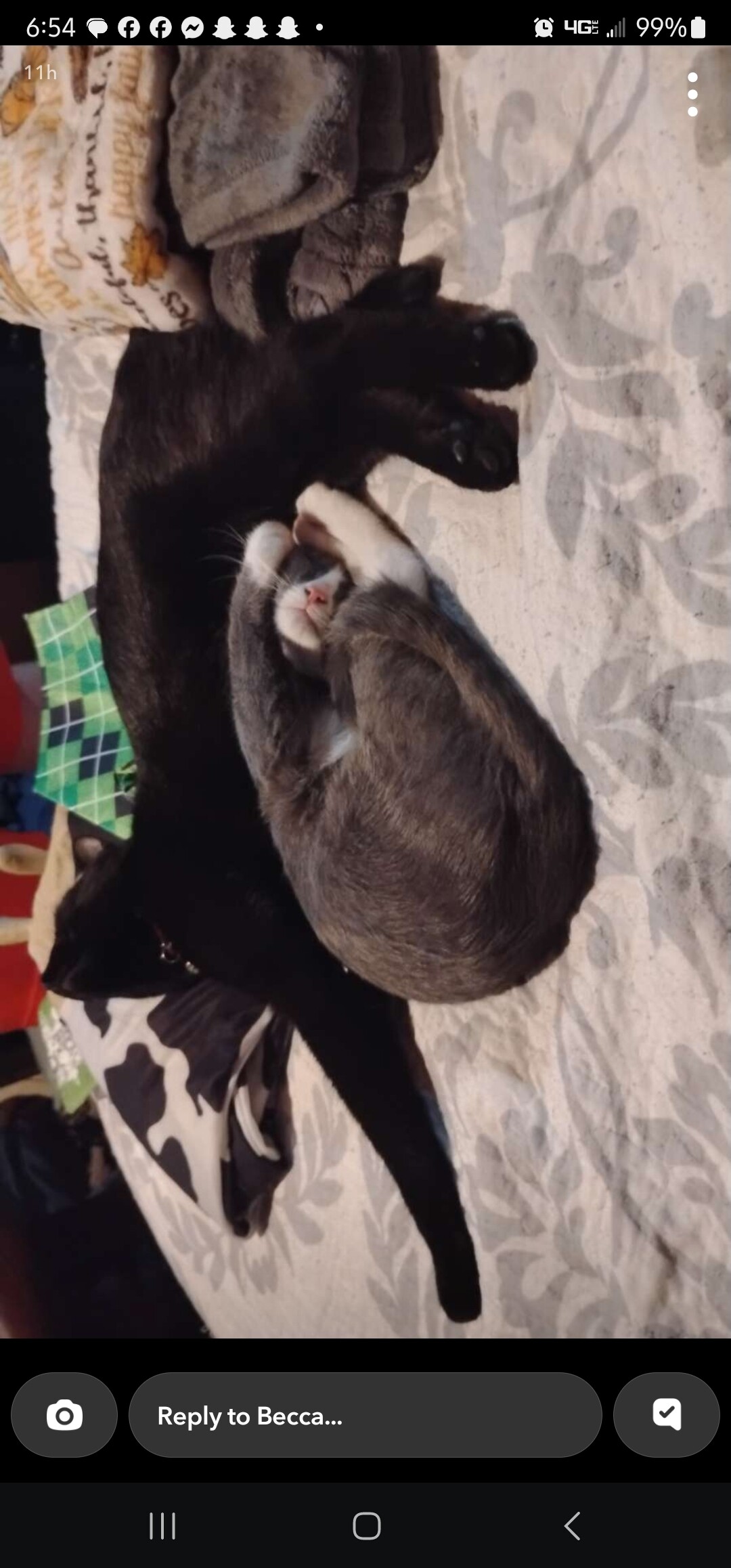 sharing photos of my cat because they precious